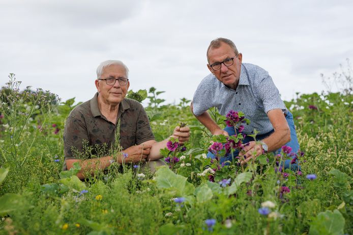 Meer patrijzen dankzij boeren die stukjes land opofferen: ‘Heeft wel ...