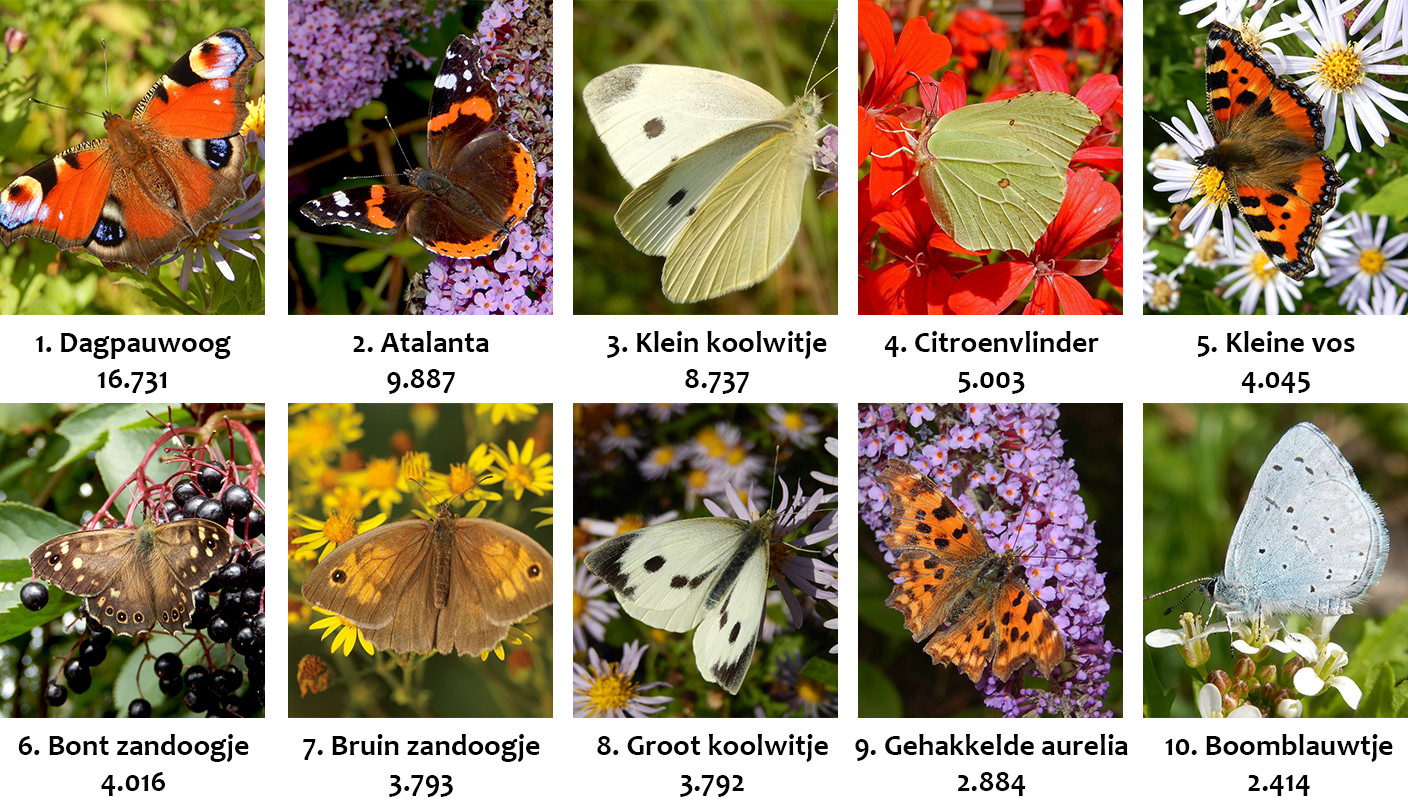 Amersfoorters spotten zeldzame vlindersoort bij nationale ...