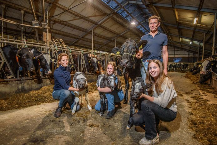 Boer Welman helpt tweelingkalfjes ter wereld, maar als hij even later ...