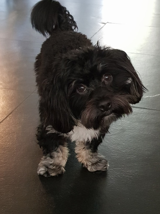 Dexter, Gradje en Checo, deze dieren hebben opvallende namen: ‘Das ...