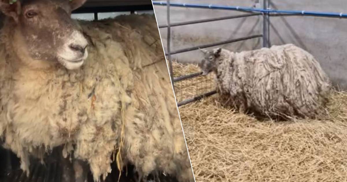 "Eenzaamste schaap van Groot-Brittannië" na twee jaar aan voet van ...