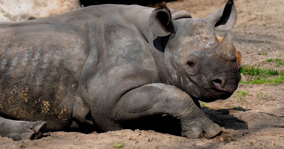 Zwarte neushoorn uit Diergaarde Blijdorp verhuist naar Duitsland ...