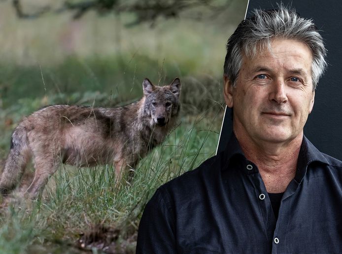 Is de wolf die een hond greep in bos bij Leusden een te groot gevaar of ...