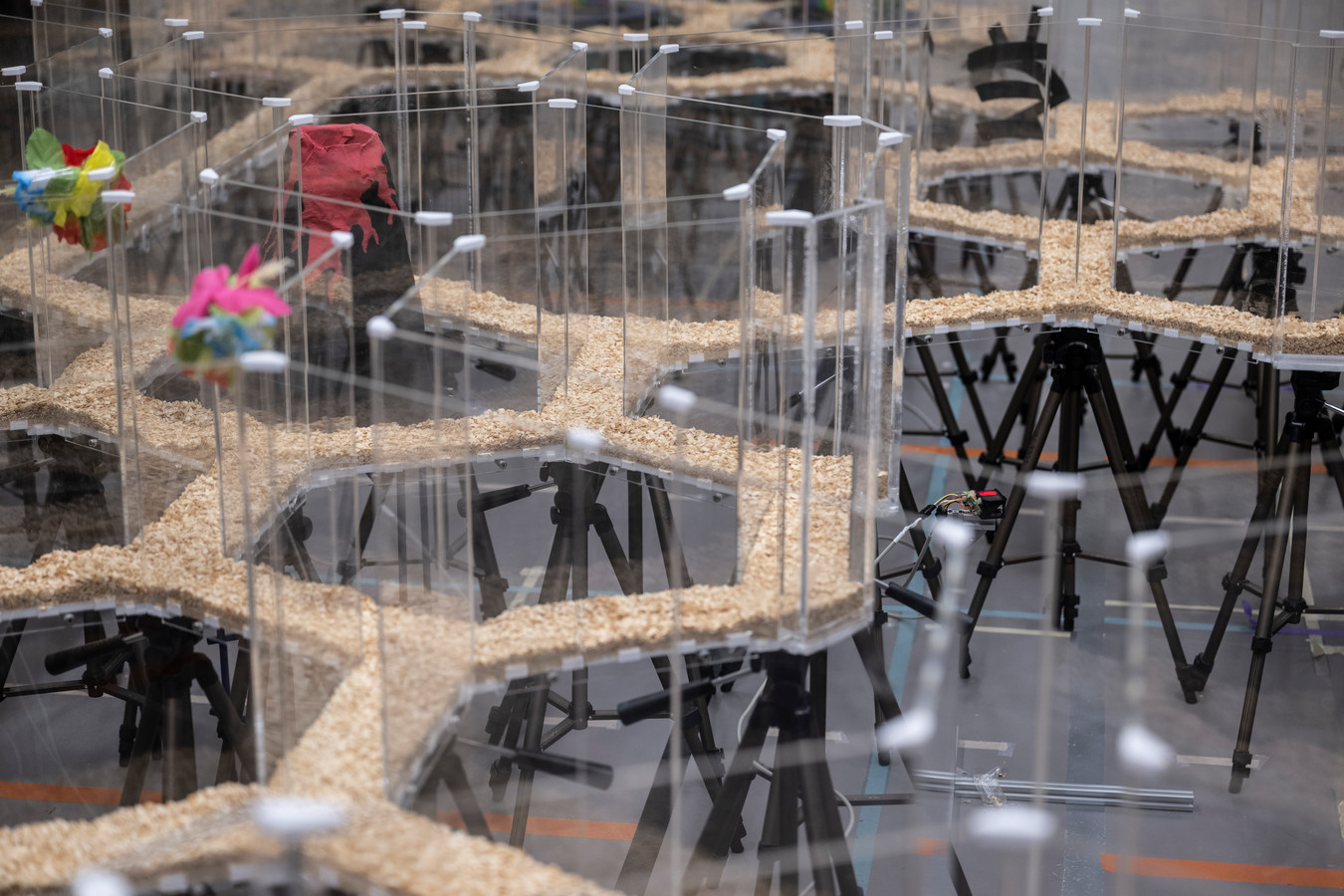 Achter de schermen van het proefdierenlab: ‘Je kunt hier alleen werken ...