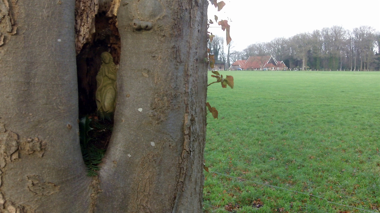 Maria verschijnt in holle beukenstam in Haarlo | Foto | gelderlander.nl