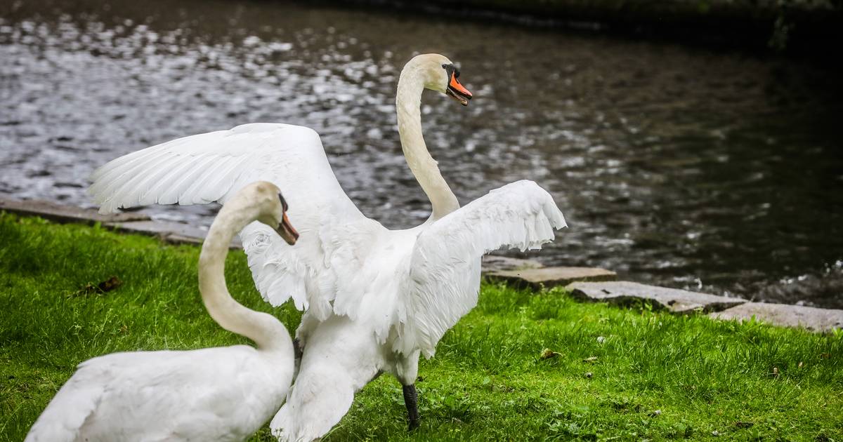 Acht zwanen gestorven in Brugge, dus neemt stad extra maatregelen ...
