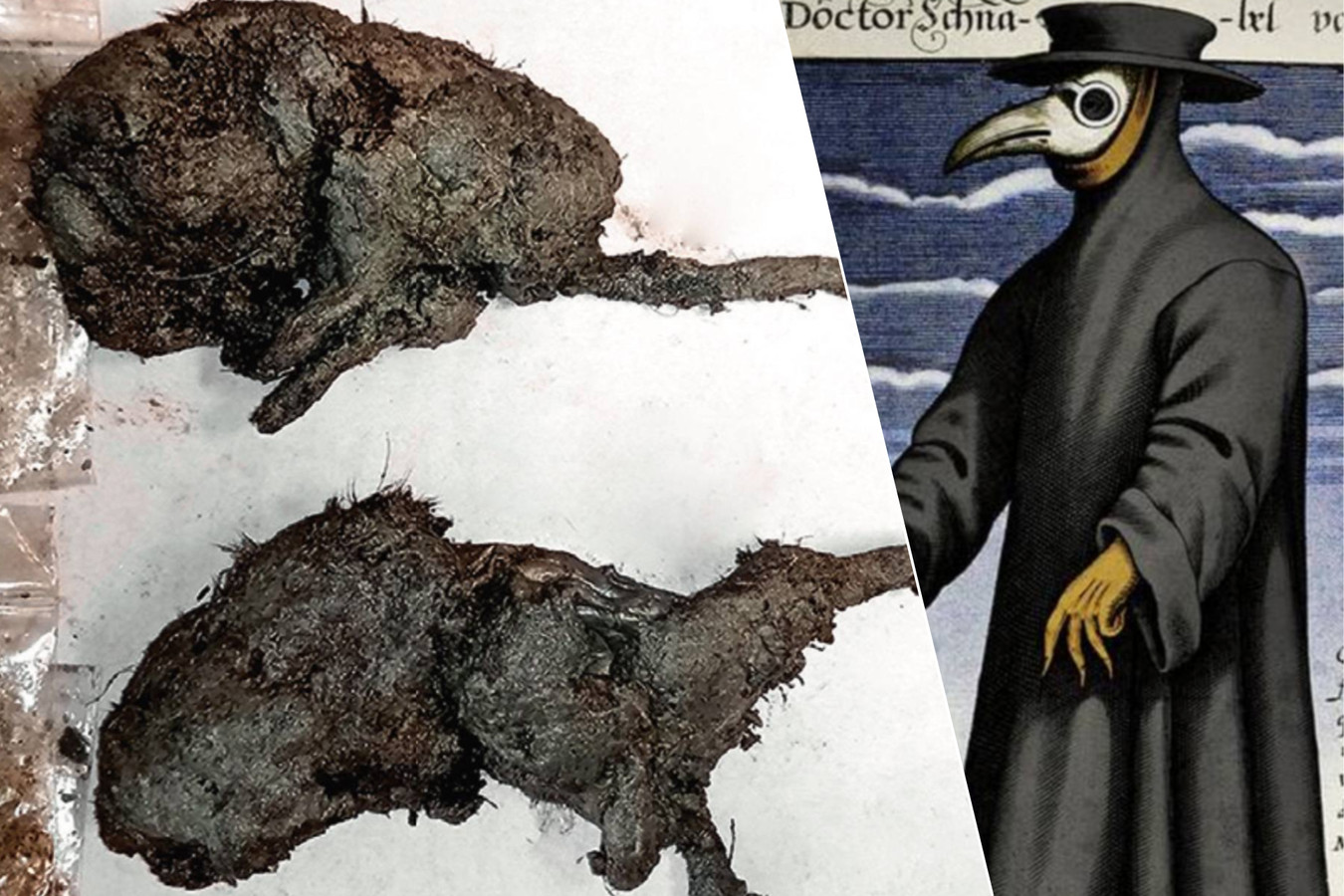 Hoe twee ratten uit een oud scheepswrak ons alles kunnen leren over de ...