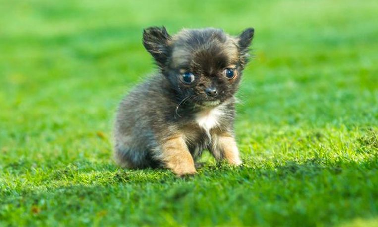 Dit is het kleinste hondje ter wereld | Libelle