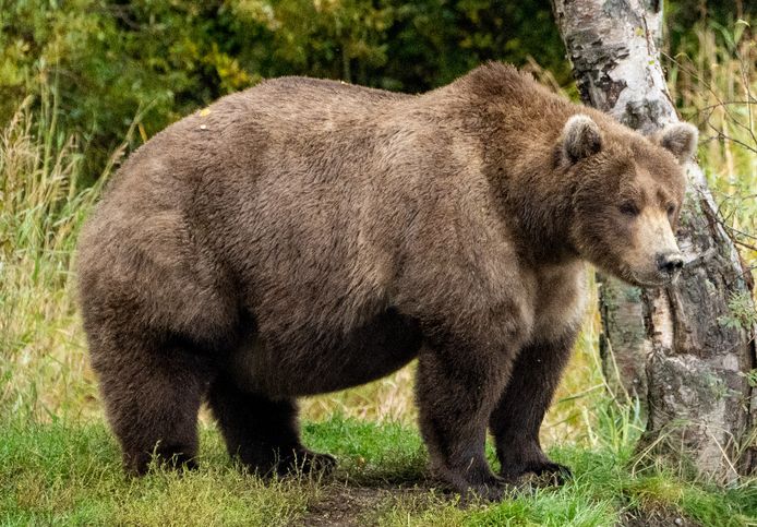 Bruine beer 747 wint voor de tweede keer ‘Fat Bear Week’, maar stemming ...