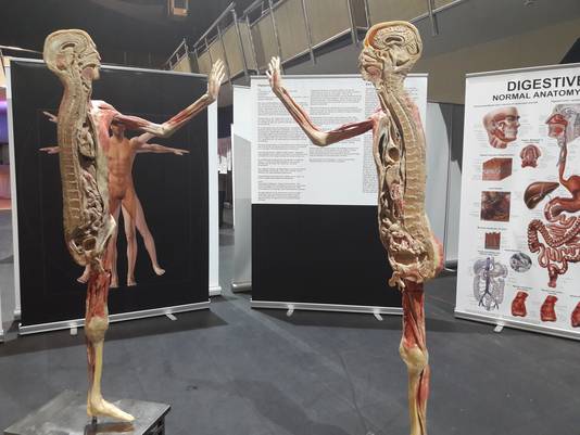 Real Human Bodies : 'Als we van alles ontdaan zijn, lijken we allemaal ...