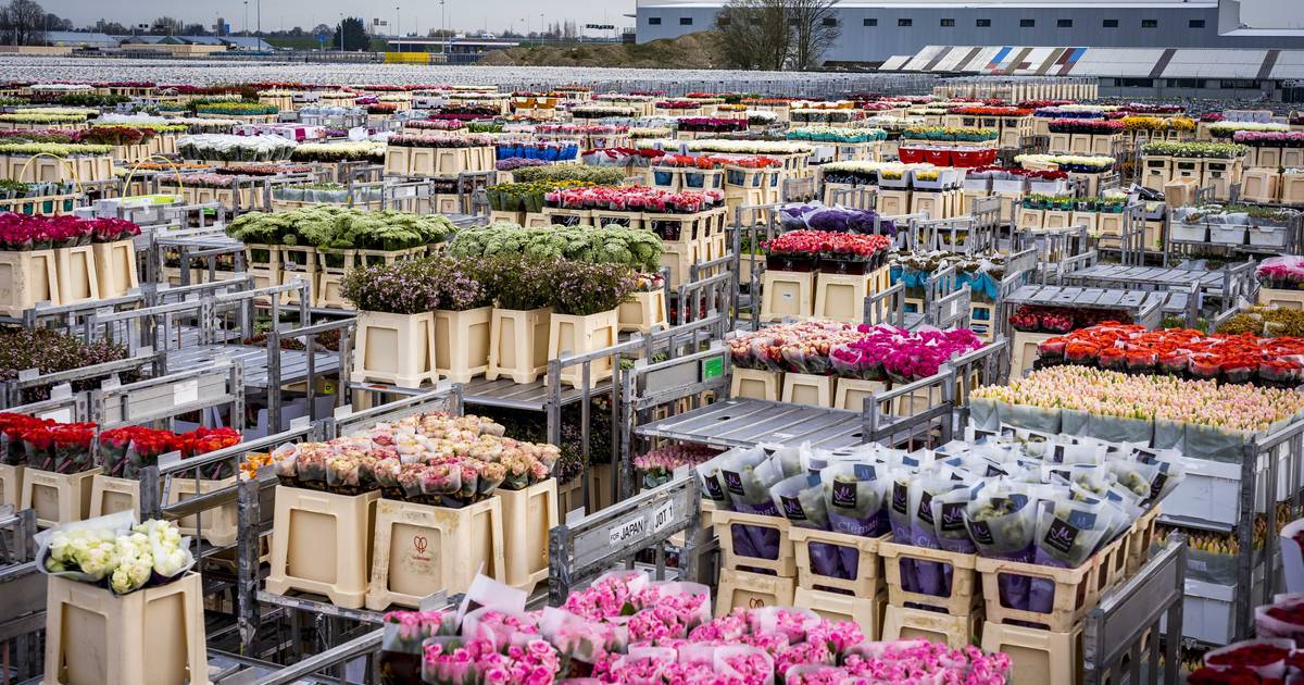 Royal FloraHolland lijdt verlies van ‘slechts’ 6 miljoen euro: ‘Trots ...