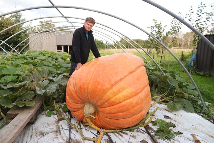 Beau (22) kweekt zwaarste pompoen van het Waasland: “Pit voor vrucht ...