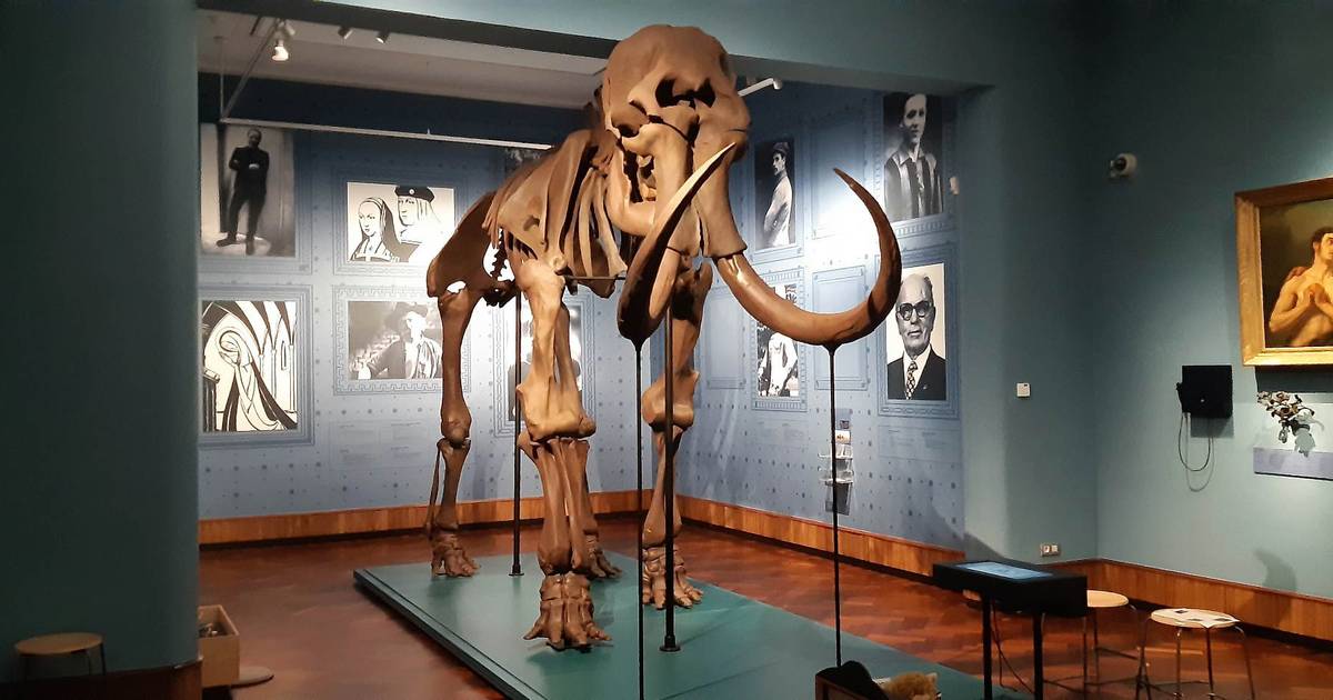 Mammoet van Lier nog steeds springlevend in Pallieterstad: “Onze oudste ...