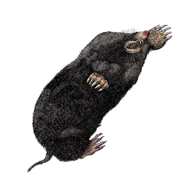 Ook voor tuinliefhebbers hebben de mol en zijn hopen soms voordelen