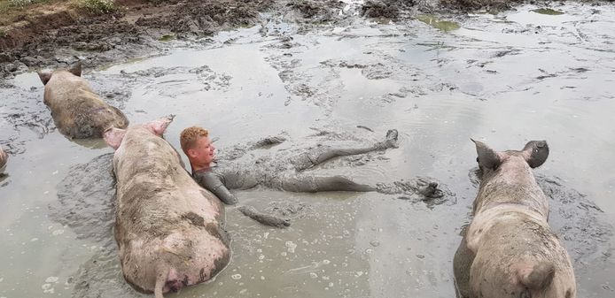 "Echt lekker koel": Jeroen snapt nu waarom varkens graag in de modder ...
