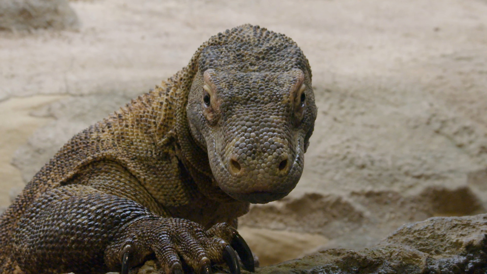 Komodovaraan op rode lijst bedreigde soorten | Foto | gelderlander.nl