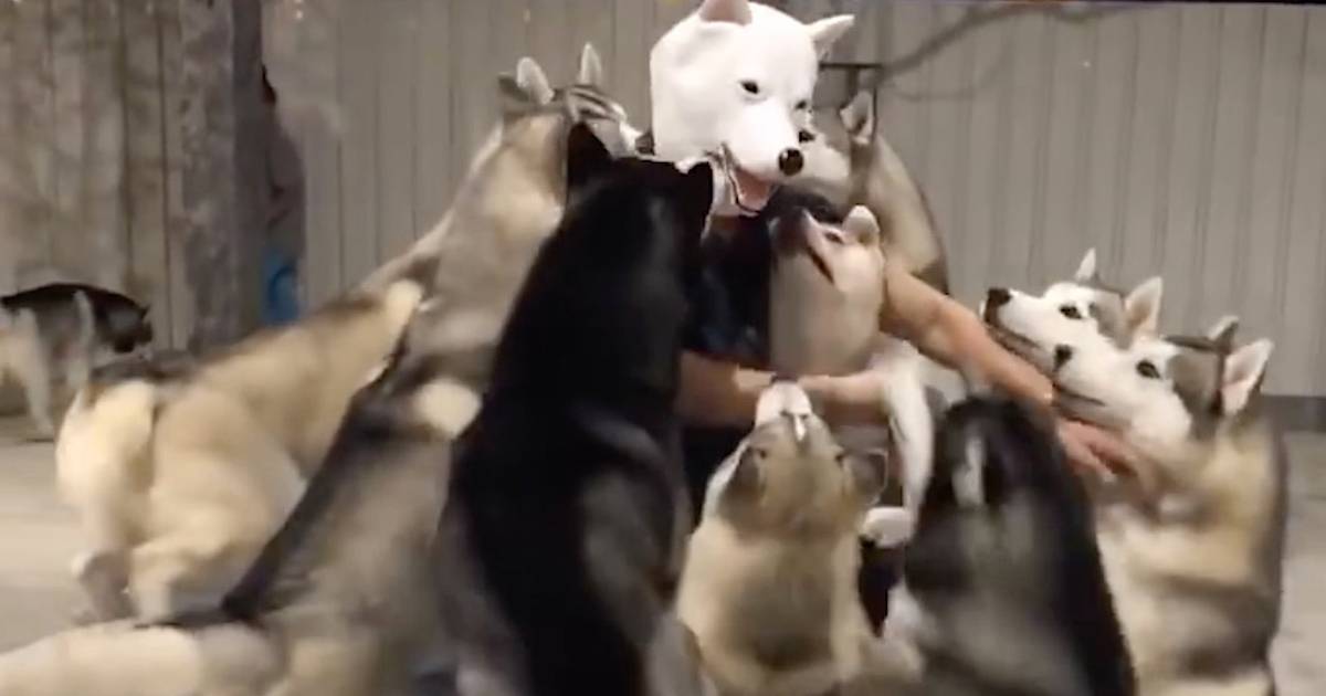 VIRAL3 Feel Good Friday: Husky's verwelkomen enthousiast speciale "hond ...