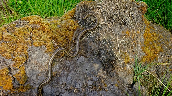Waar slang Truus is, weten ze op dit landgoed soms niet: ‘Als ze in het ...