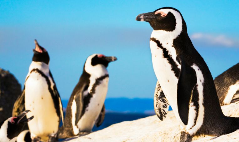 Mooi: een unieke vriendschap tussen man en pinguïn | Libelle