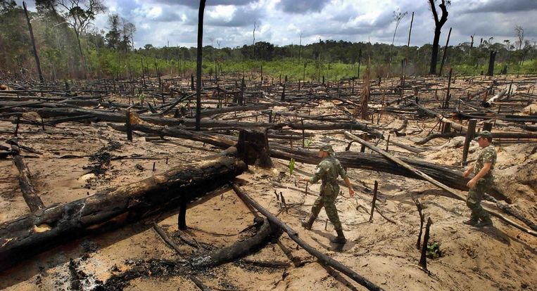 Gekapt tropisch bos herstelt zich binnen vijftig jaar, maar zeldzame ...