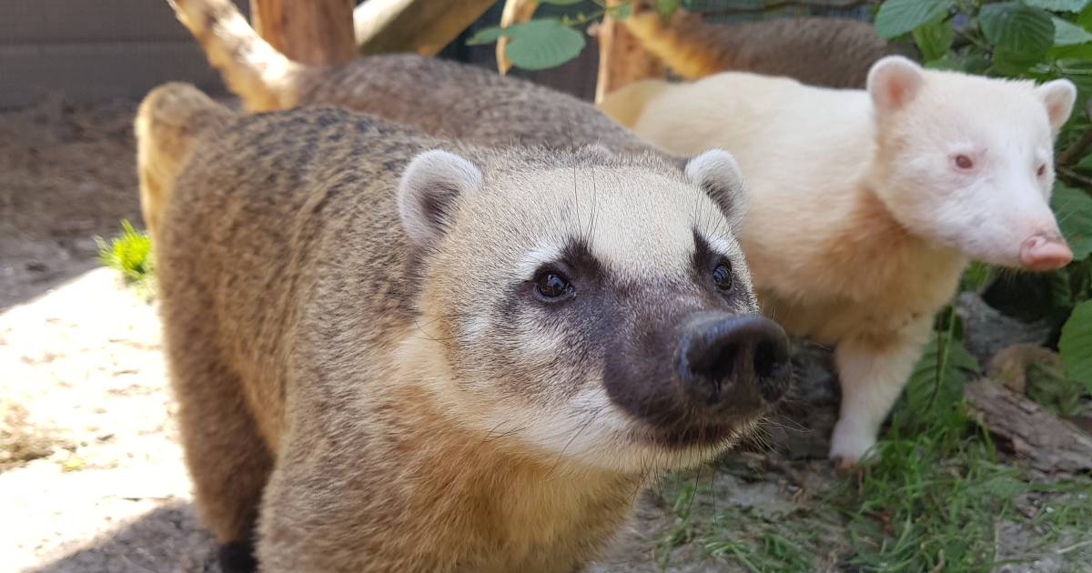 Eerste neusberen in opvang bij MeerZoo Marknesse | Flevoland | destentor.nl