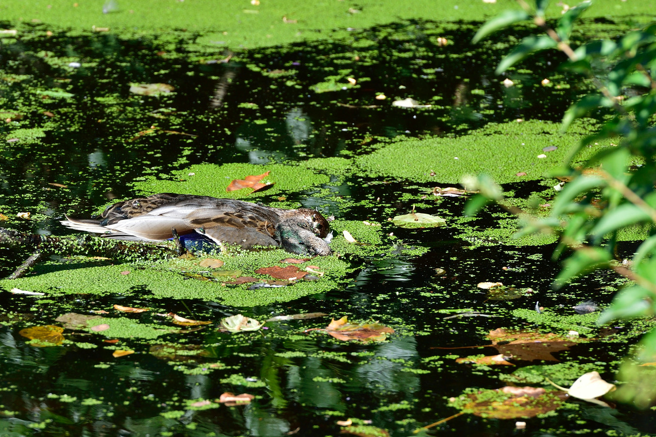 Tientallen dode vissen en watervogels door extreme hitte, Gouda stelt ...