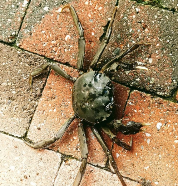 Wolhandkrabben veroveren (Oost) Vlaanderen | Foto | hln.be Wolhandkrabben veroveren (Oost) Vlaanderen | Foto | hln.be