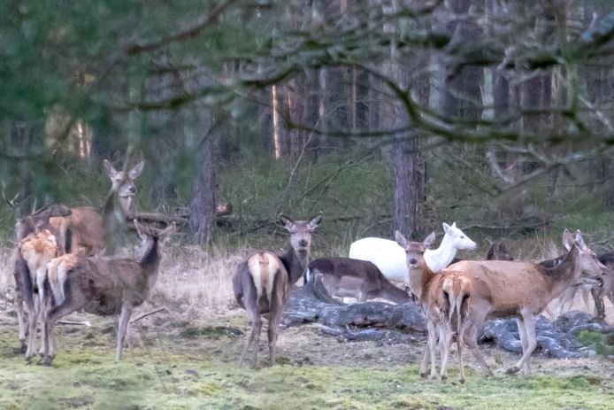 Wit hert gespot op de Veluwe: 'dat is heel uitzonderlijk' | Epe ...