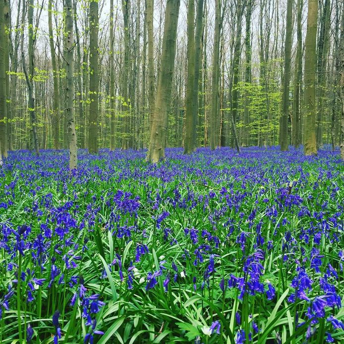 Voor wie de drukte liever wil vermijden: de mooiste foto's van het ...