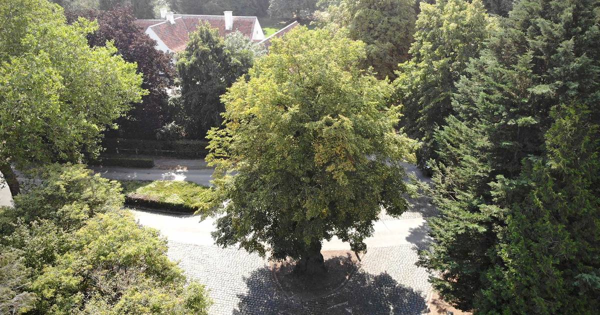 De Advocaat van Deurle kandidaat voor Boom van het Jaar | Sint-Martens ...