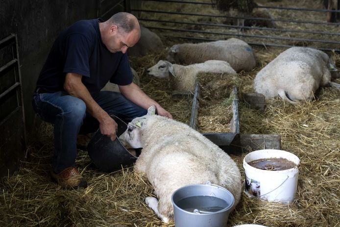 Groot gevaar voor schapen en geiten: blauwtongvirus opgedoken in ...