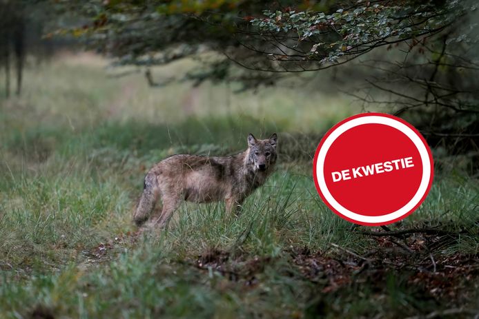 Lezers over de wolf in Brabant: ‘Waardevolle lessen leren van hoe de ...