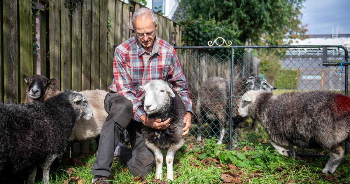 Kwijlen‚ een kromme rug en blaasjes op de tong: schapenziekte blauwtong ...