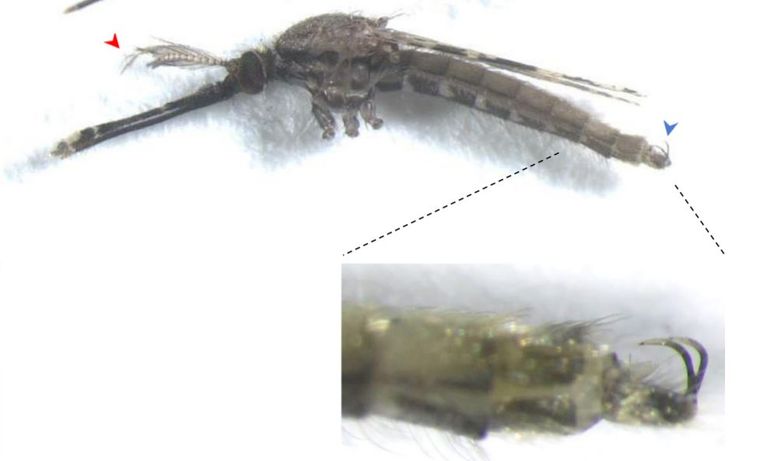 Biotechnologische ‘atoombom’ moet dodelijke malariamug uitroeien