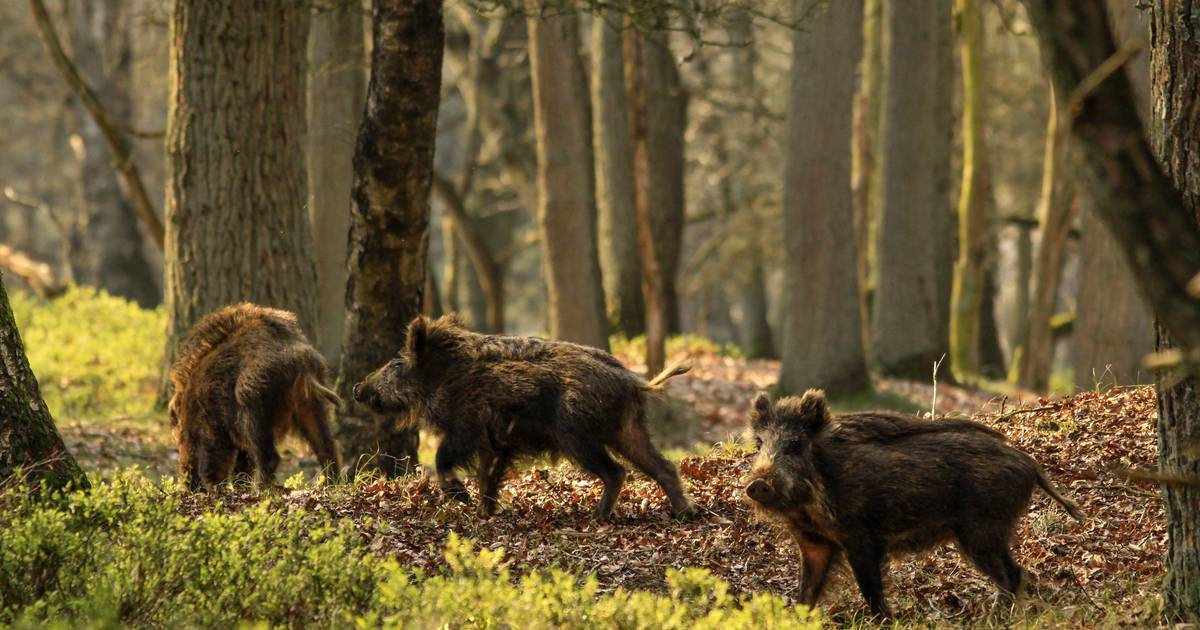 ‘Trieste optelsom’: twee reeën, één damhert, twee vossen en zes wilde ...
