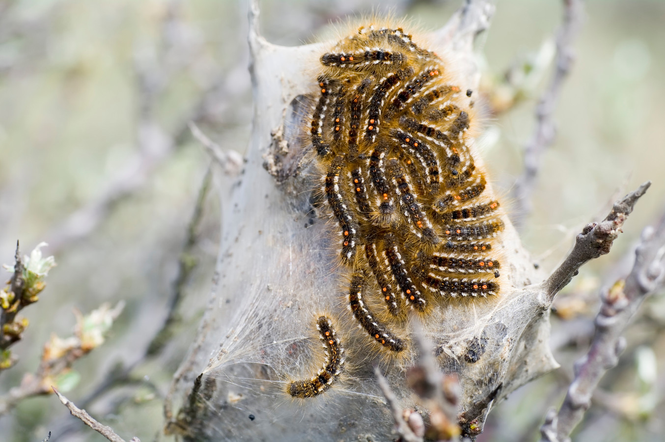 Spot je deze rups tijdens een wandeling door de duinen? Blijf er vooral ...