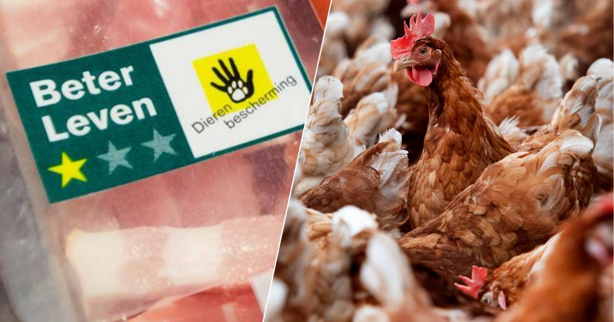 Beter Leven-keurmerk onder vuur: ‘Dit maakt Dierenbescherming ...