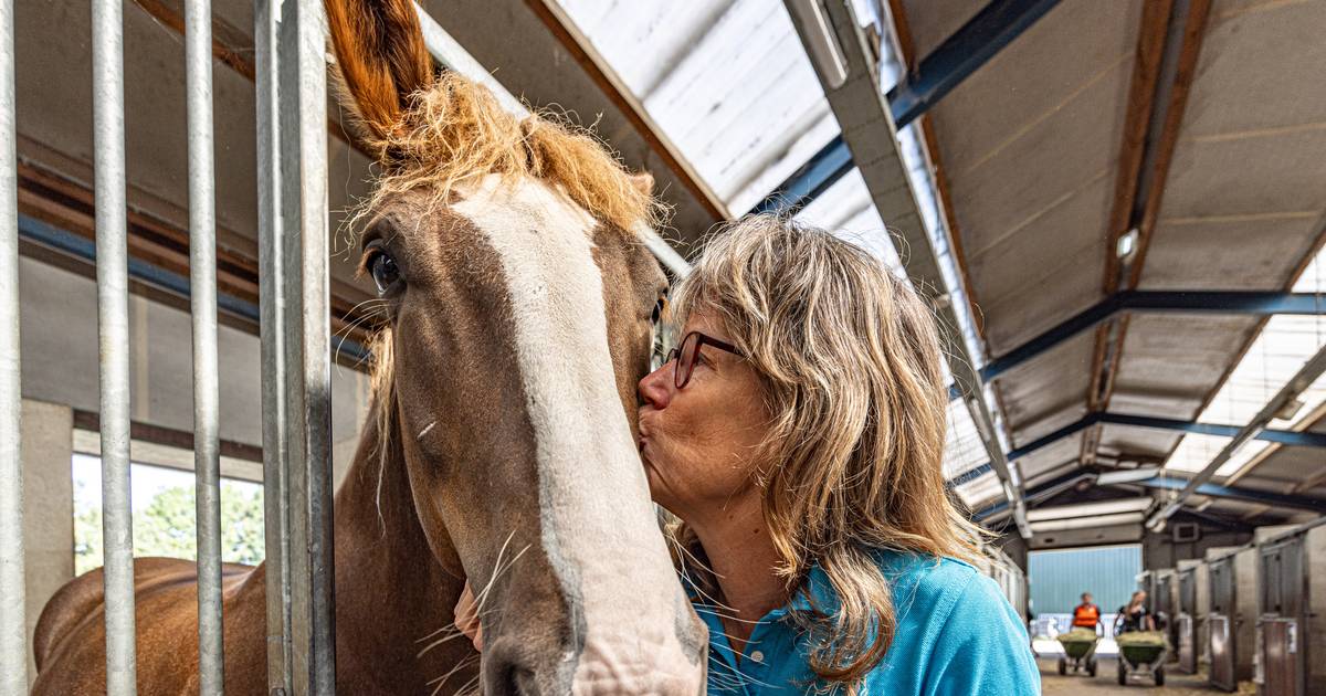 Een halve eeuw ’t Hoefijzer in Zwolle, warm bad voor paardenliefhebber ...