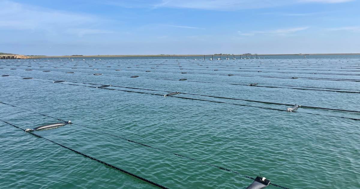Is grootschalige teelt van zeewier op de Noordzee mogelijk? Een ...