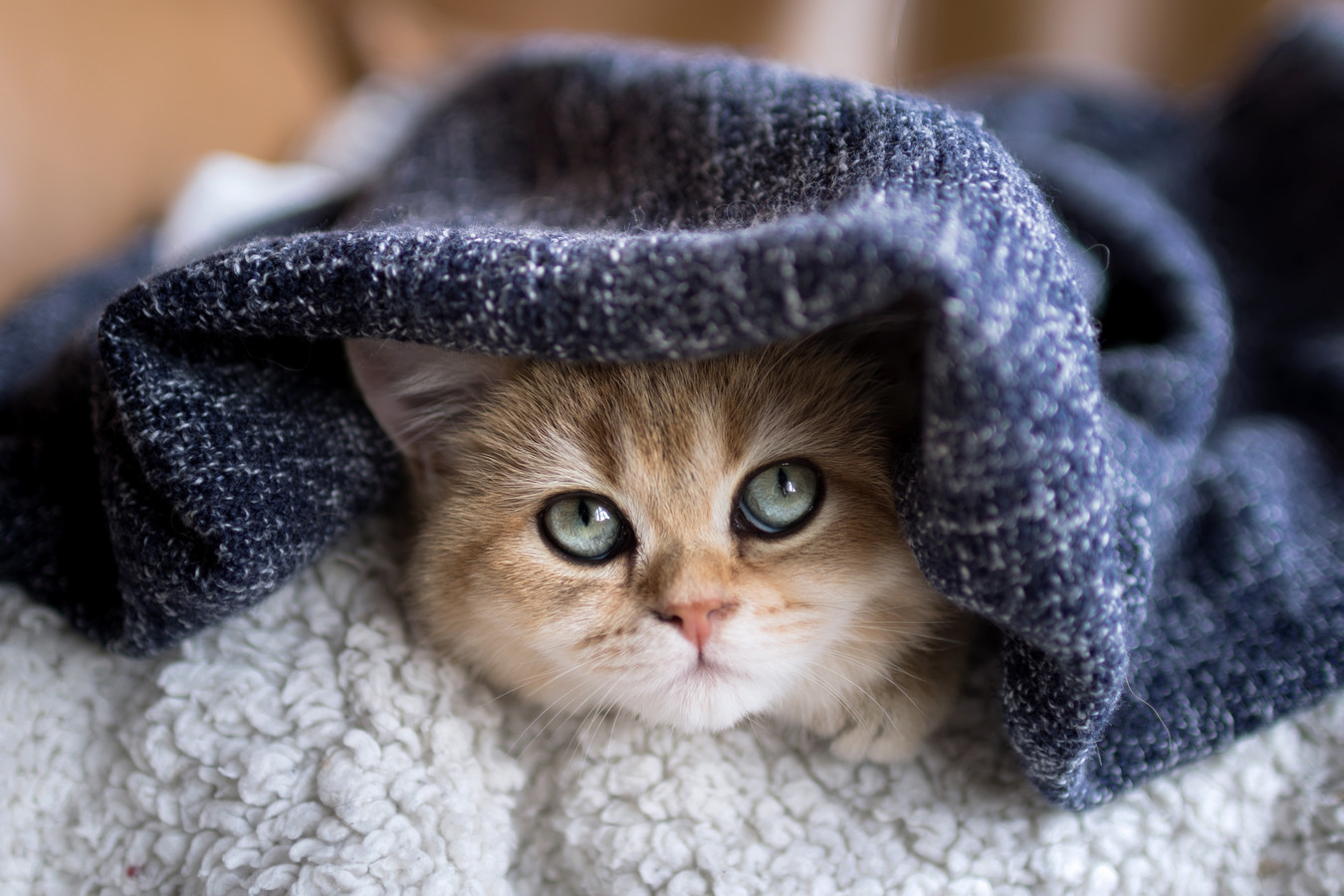Met voornaam Kat was 29-jarige uit Kessel-Lo voorbestemd als ...