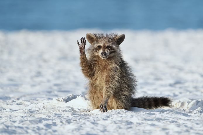 IN BEELD. “Hey, wij zijn de Comedy Wildlife-finalisten”: van wuivend ...