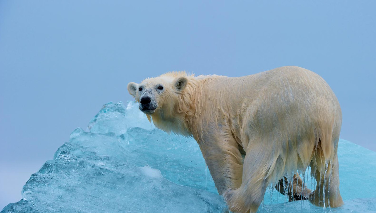 IJsbeer kwetsbaarder dan gedacht: door verandering klimaat op te streng ...