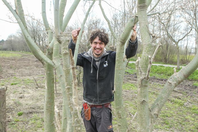 In Nazareth krijgen bomen een tweede leven in een bomenasiel: “Steeds ...