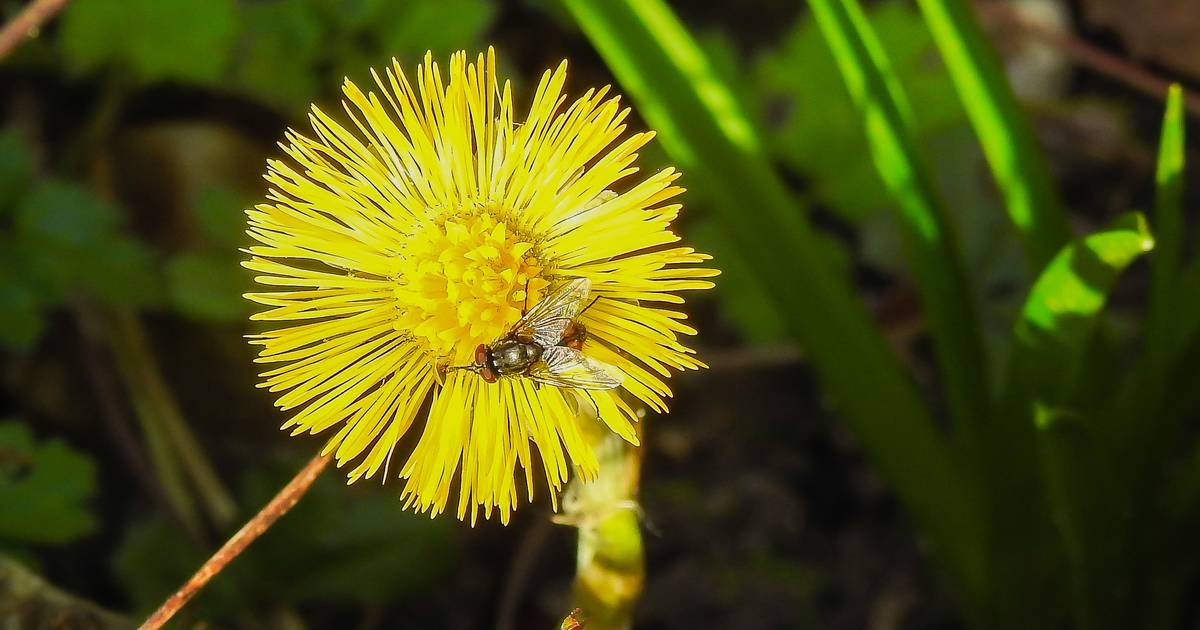 De vroegst bloeiende zaadplanten zijn ‘naaktbloeiers’: zij staan in de ...