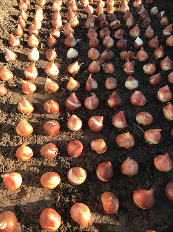 Pluktuin ‘Pierre Blom’ in Nieuwerkerken laat je je eigen boeket ...