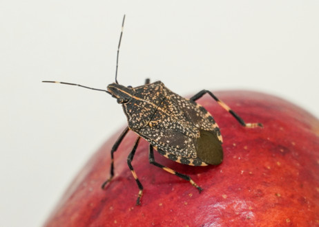 Australië stuurt schip vol Tesla’s, Kia’s en stinkwantsen terug | Foto ...
