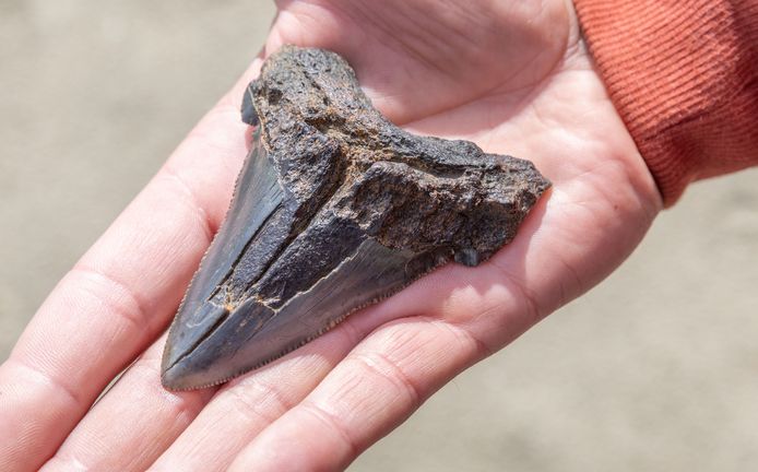 Vijf tips om haaientanden op het strand te vinden (maar let op: het is ...