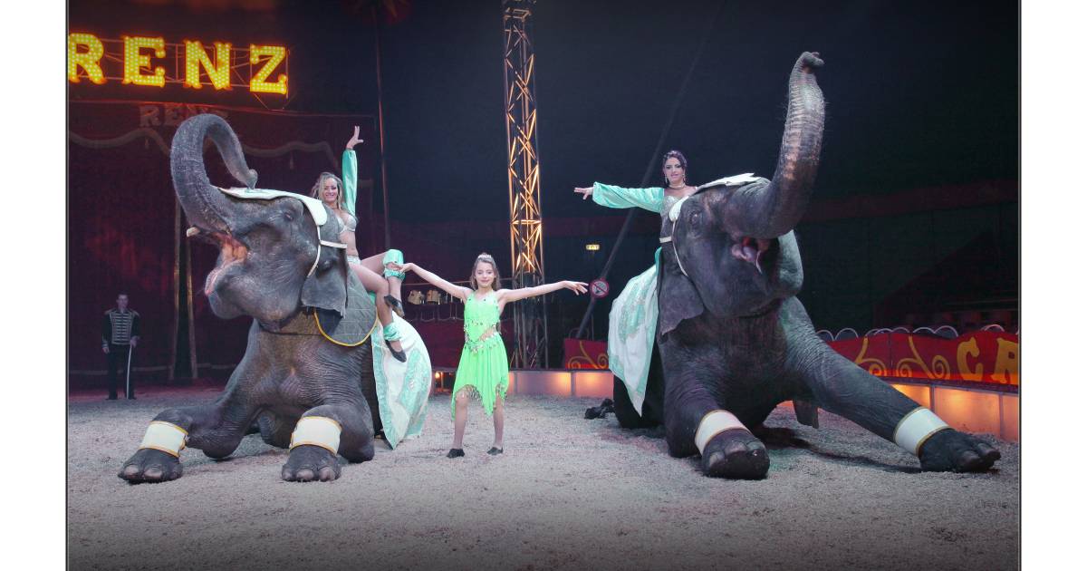Voorstellingen Circus Renz Berlin in Nijkerk gaan niet door | Nijkerk ...