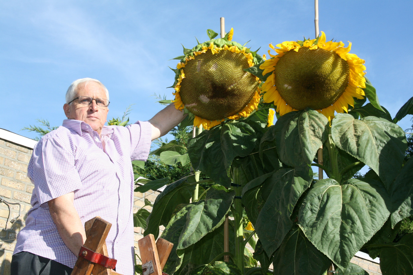 Victor kweekt grootste zonnebloemen | Foto | hln.be