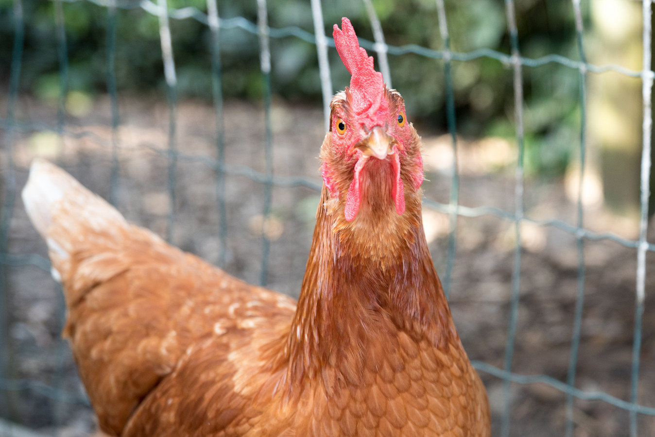 Geen toktok maar kukeleku: Zeeuwse hen verandert in haan | Foto | AD.nl
